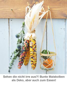 Bunter Mais Saatgut - Rainbow Corn Samen für essbaren Mais